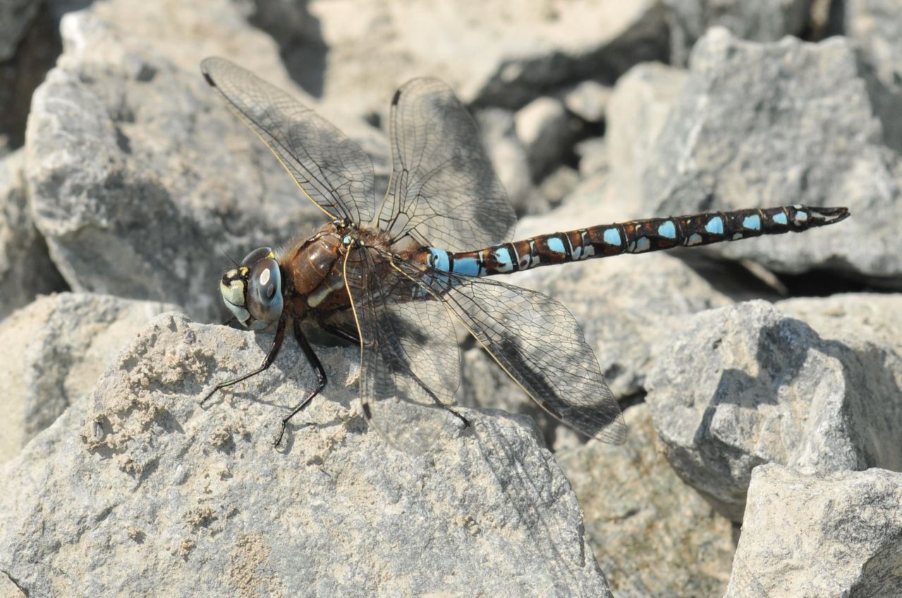 The Dragonfly Whisperer: Species Spotlight: California Darner