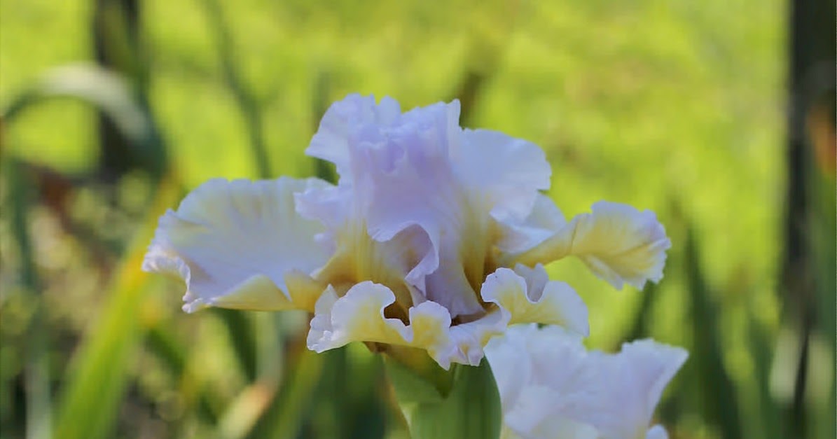 TALL BEARDED IRIS IRWELL SOFT HEARTED ~ HERITAGE IRISES