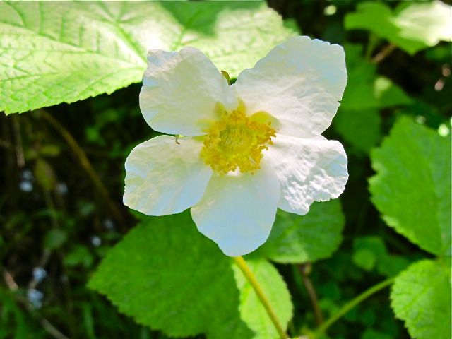 Garber Park Stewards: JULY FLOWER - THIMBLEBERRY (Rubus Parviflorus)