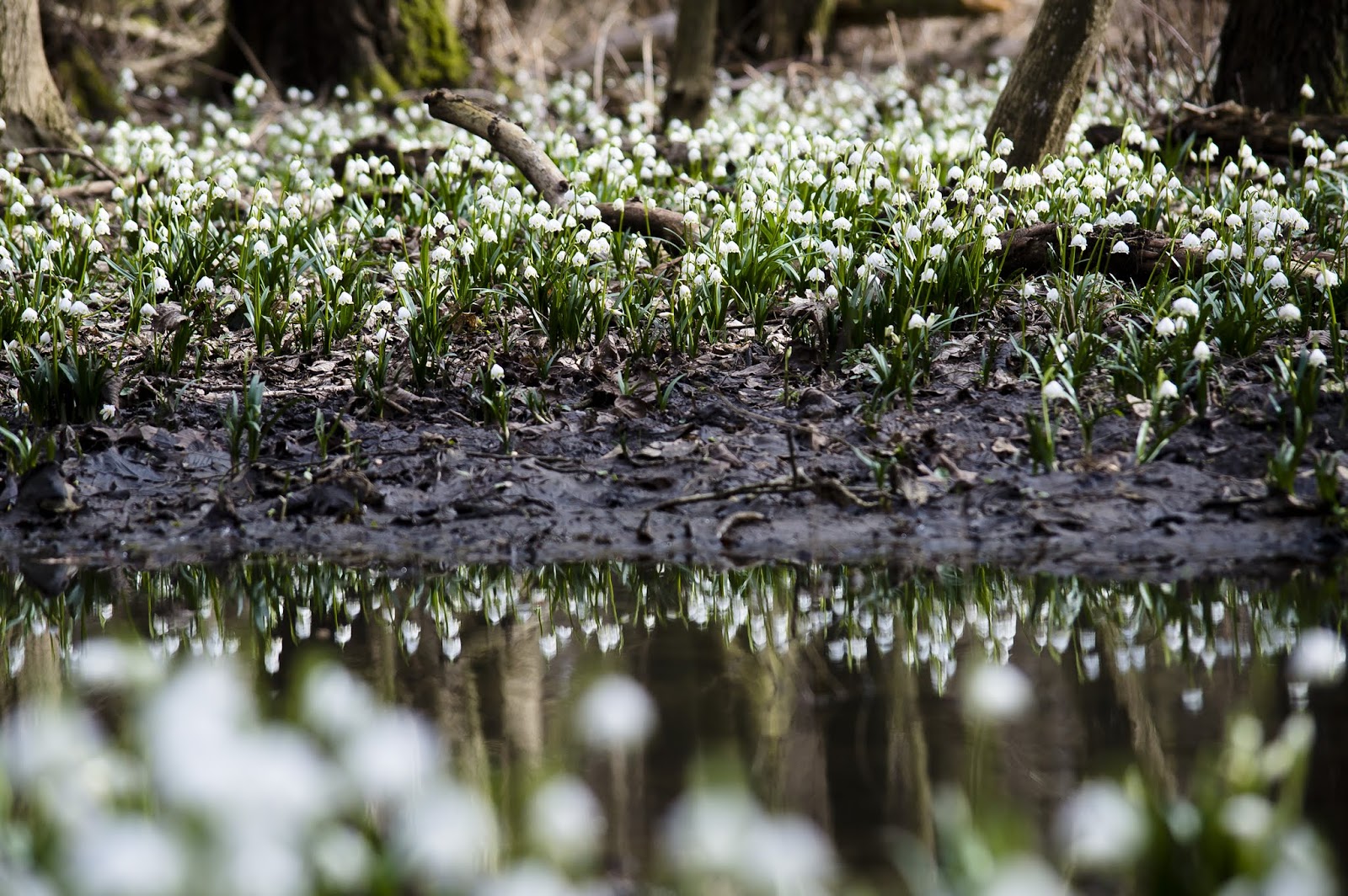 Történetek képekkel: Tavaszi tőzike
