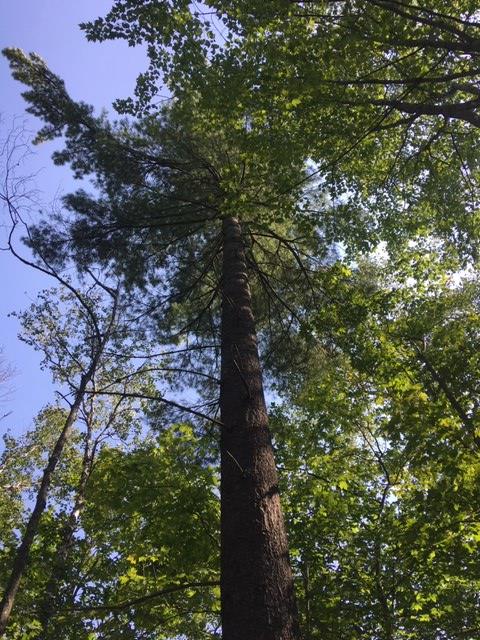 Heroes, Heroines, and History: The Trees of Northern Michigan PLUS Giveaway