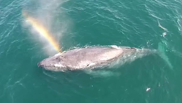 White Wolf : Whales Sometimes Exhale Rainbows, And It's 100% Amazing ...