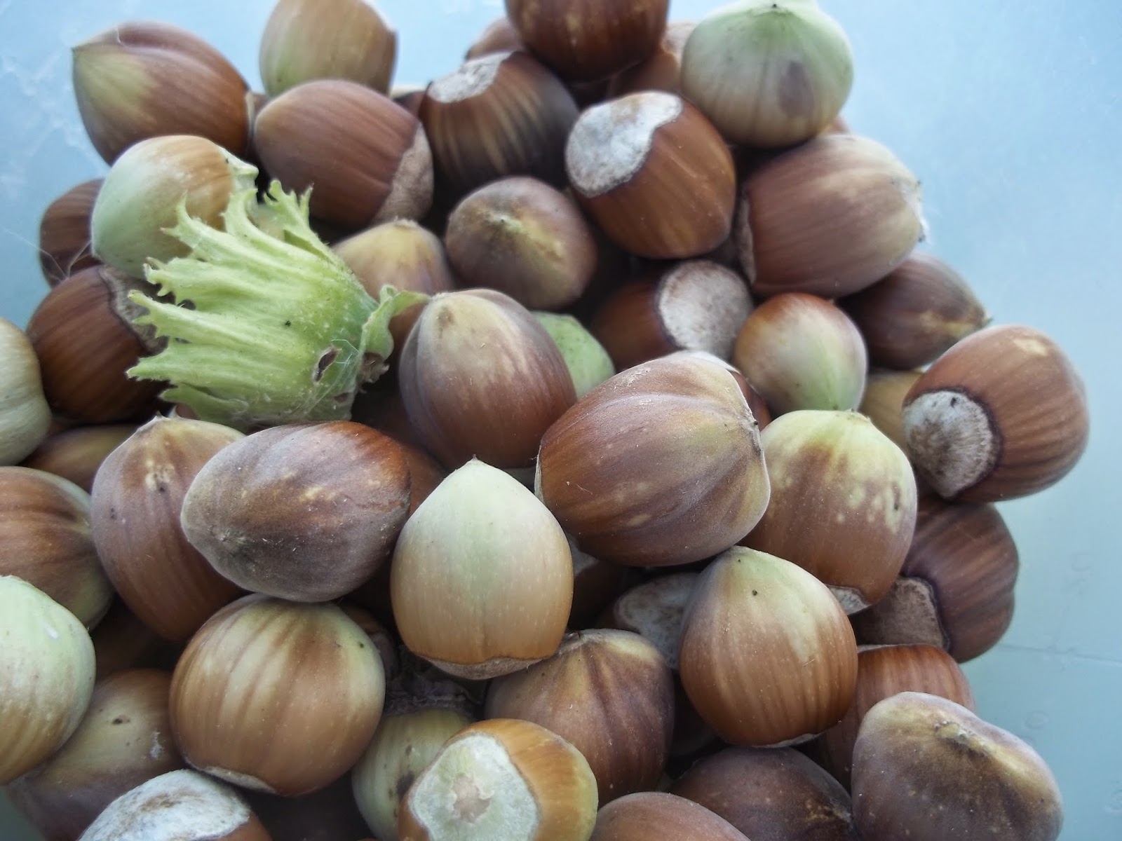 katies recycle: Gathering Nuts in September