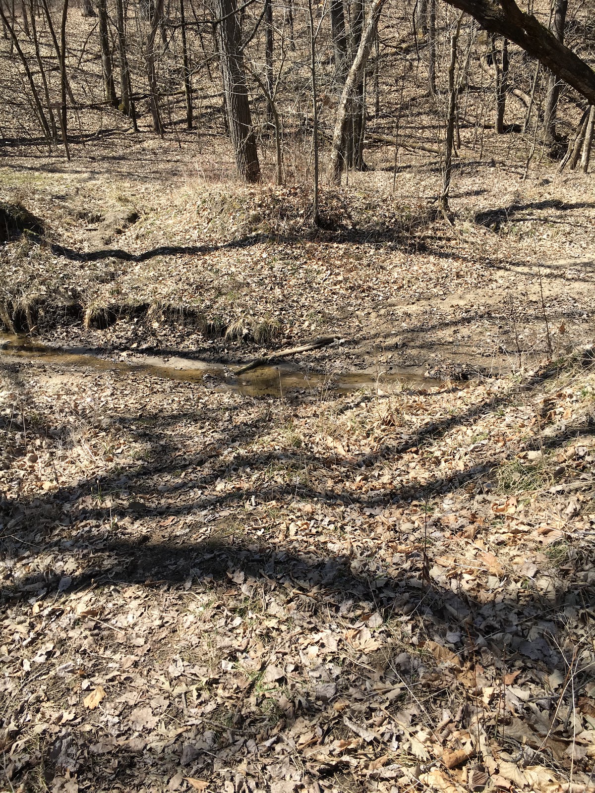 Backpacking Stephens State Forest - Woodburn Unit West Loop