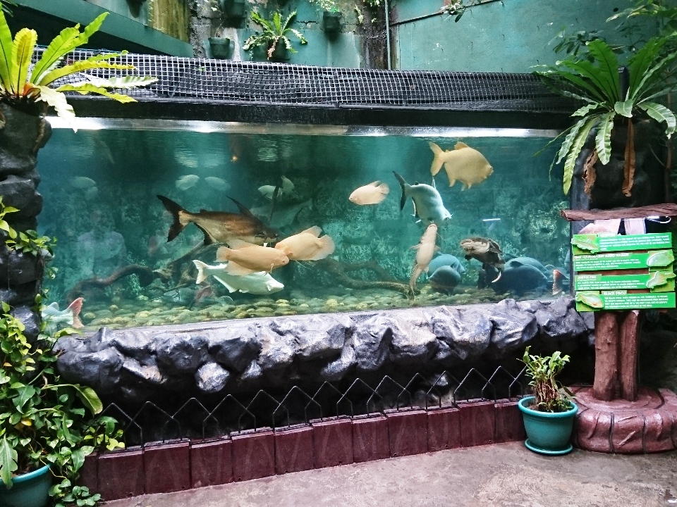 Juan Trip At A Time: Manila Ocean Park: A Guide to Exploring the Oceanarium