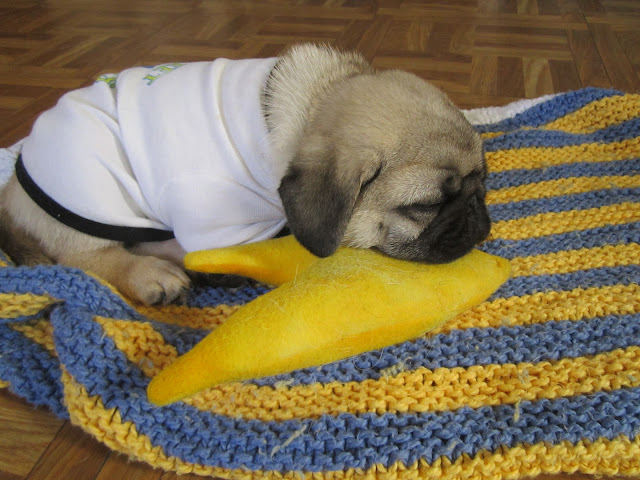 Urban Hounds: Pugs in The Kitchen Treats-(Not Just for Pugs)