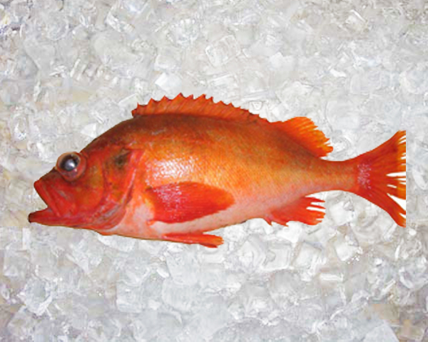 Ocean Perch - Fishes