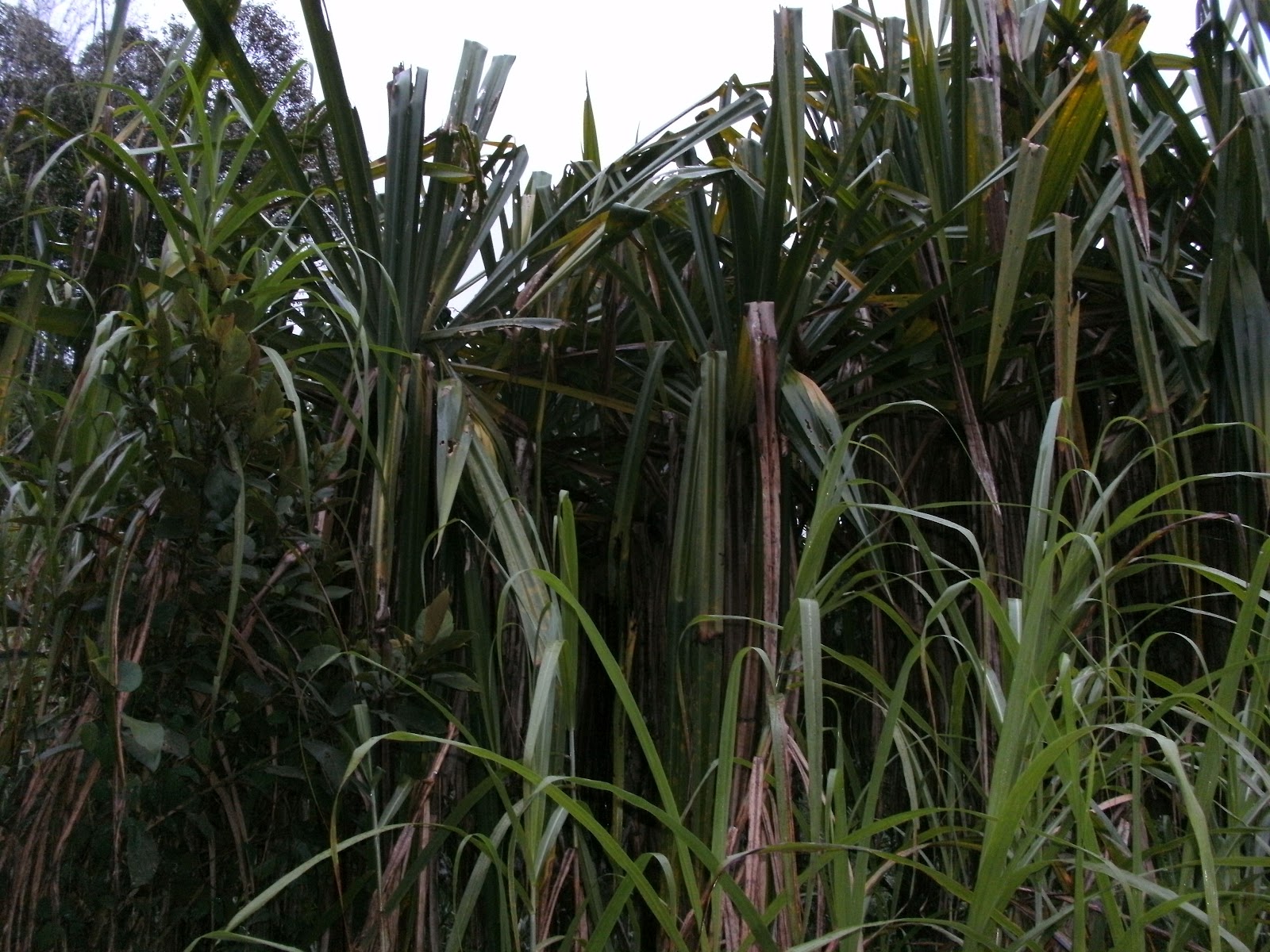 Last Karints in Pictures: Pandanus Nut (Karuka) Season