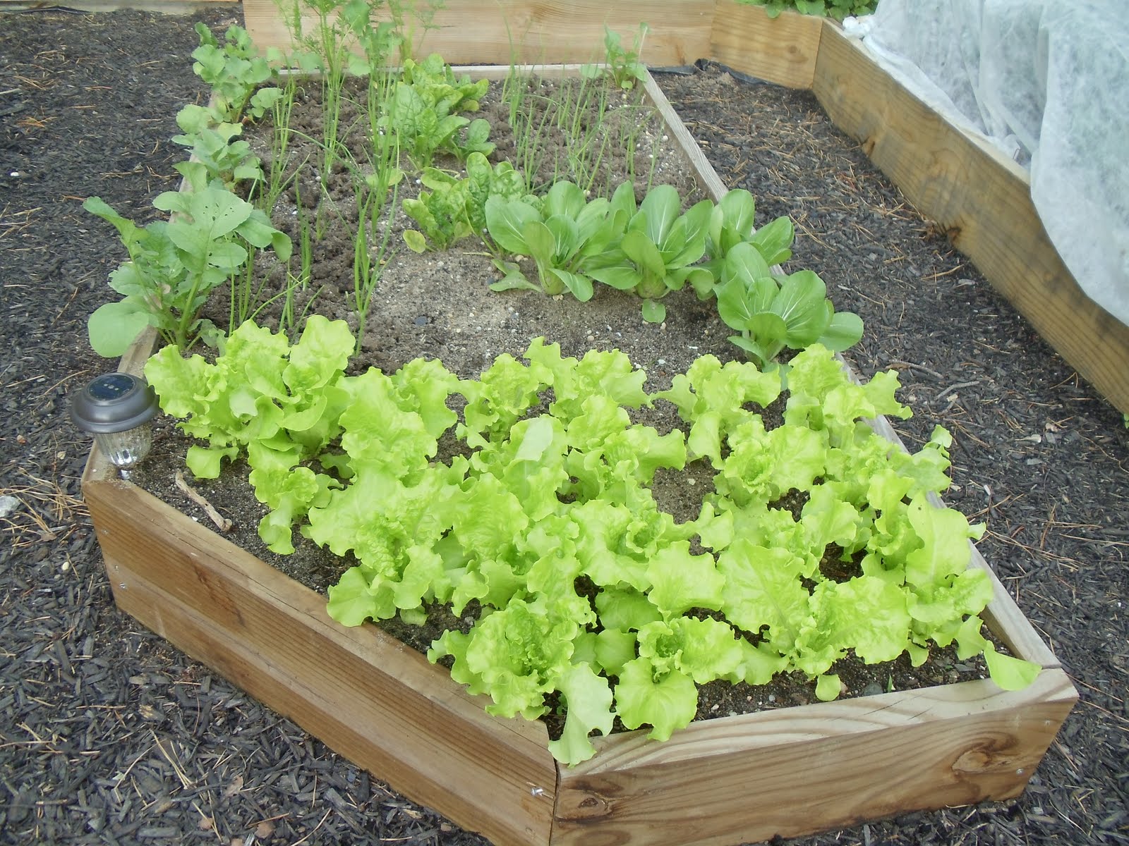 Debbie's Potager: A Tour of the Potager in May