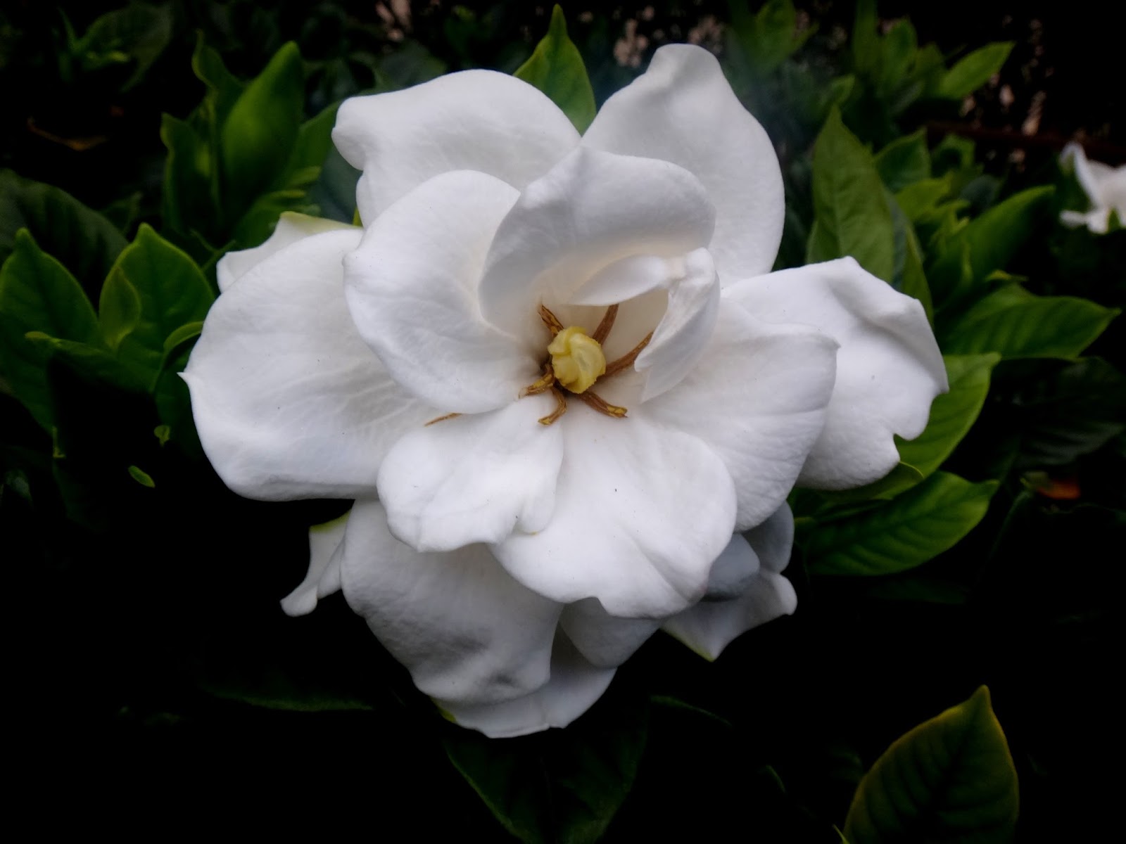 Uma flor por dia: Gardênia