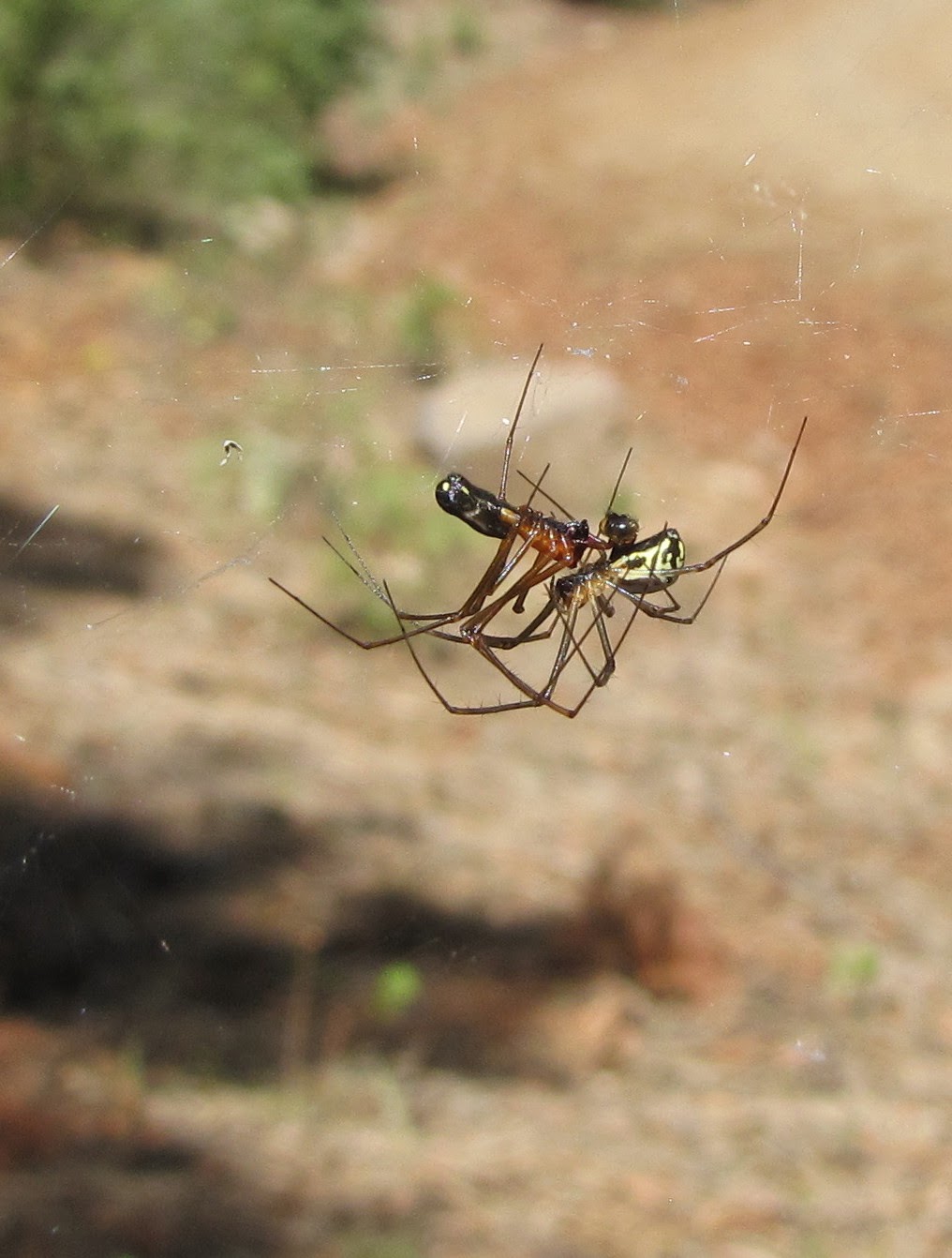 Bug Eric: Spider Sunday: Spider Sex Ed