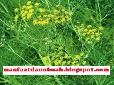 Manfaat Khasiat Daun Adas Bagi Kesehatan Tubuh