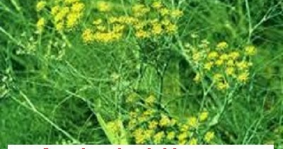 Manfaat Khasiat Daun Adas Bagi Kesehatan Tubuh