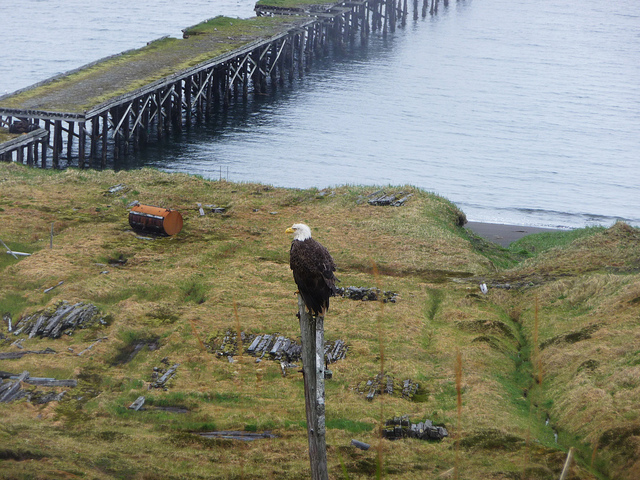 The Forgotten Battle: The Japanese Invasion of Alaska ~ Kuriositas