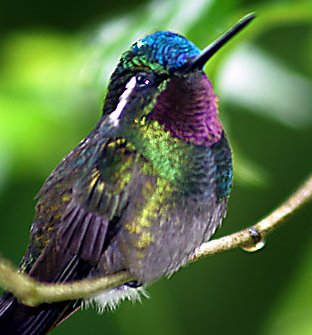 PURPLE SAGE ORIGINALS: Hummingbird Fever