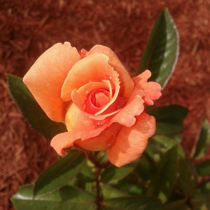 Stephanie's Rose Garden: My Sundowner Rose