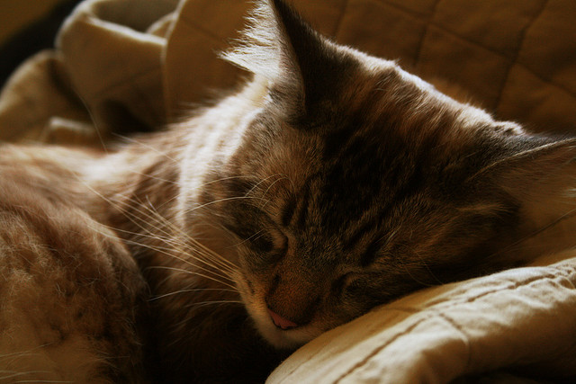 Bitter/Sweet: 8 Reasons Why Naps Are Good For You