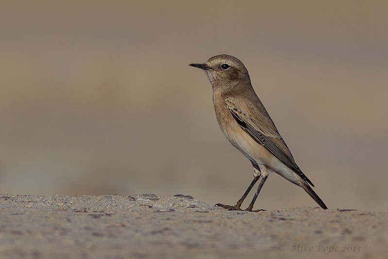 Kuwait Birding: Qaruh Island