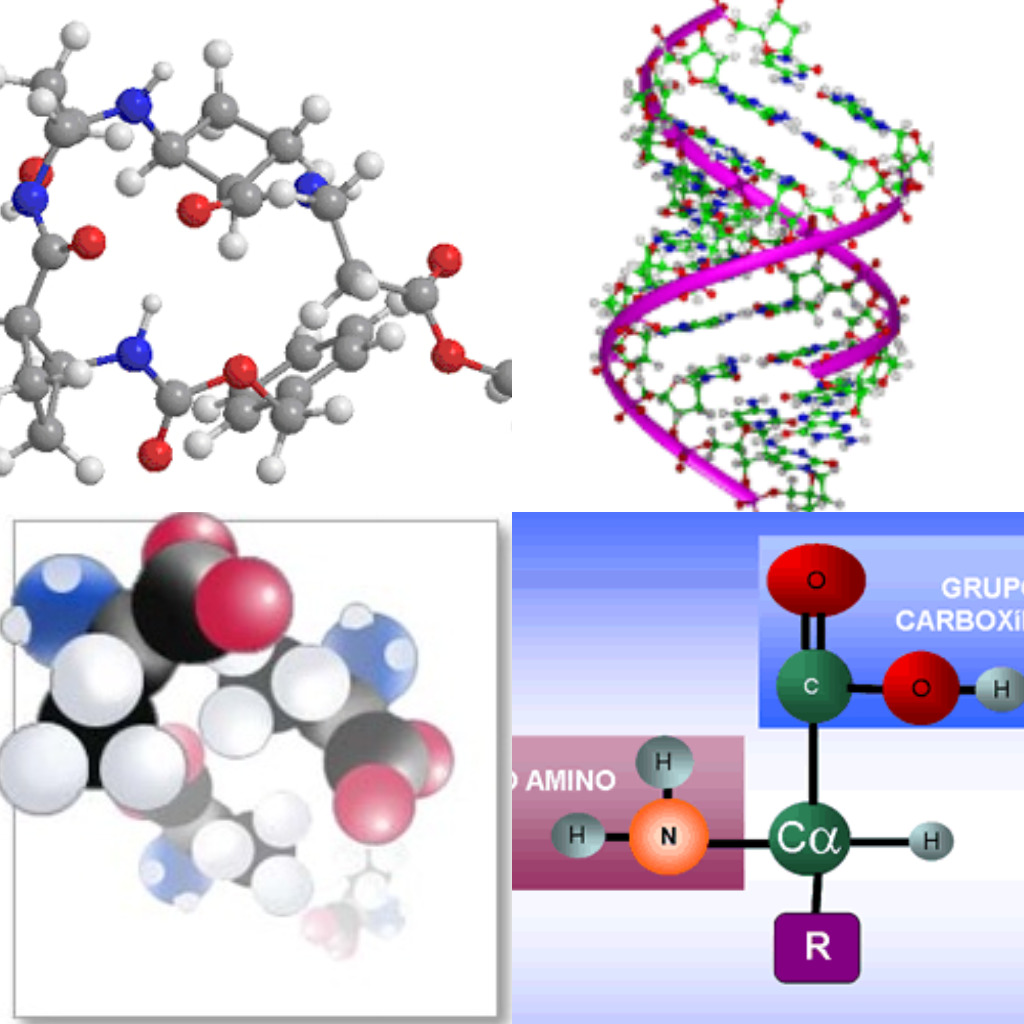 Estilo y Calidad De Vida: Los Aminoácidos Para La Salud