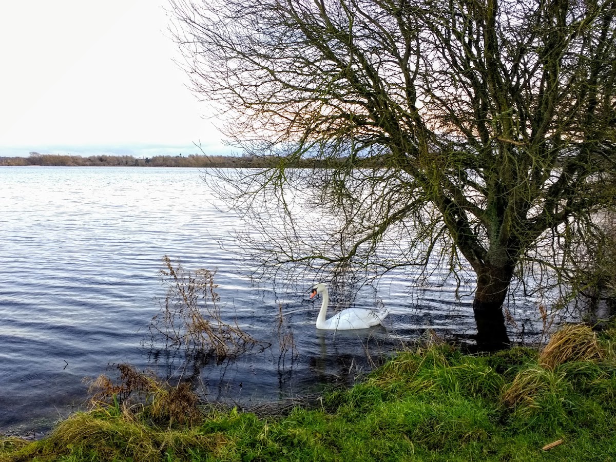 A Passion For Cards: Oxford Island, Lough Neagh, Co. Armagh