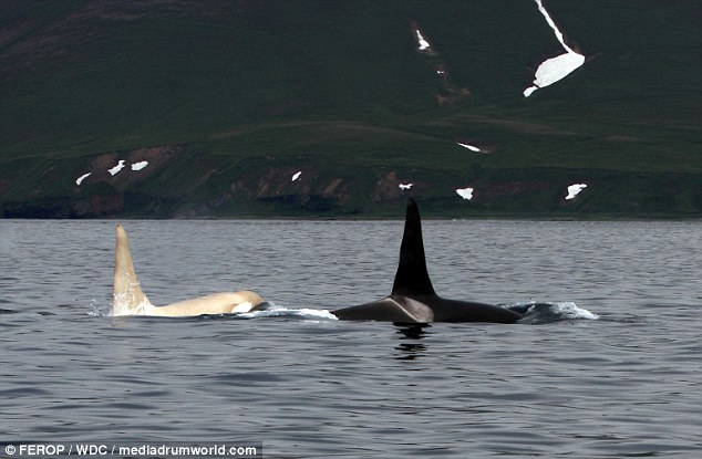 White Wolf : Extremely Rare All-White Orcas Sighted Off The Russian Coast