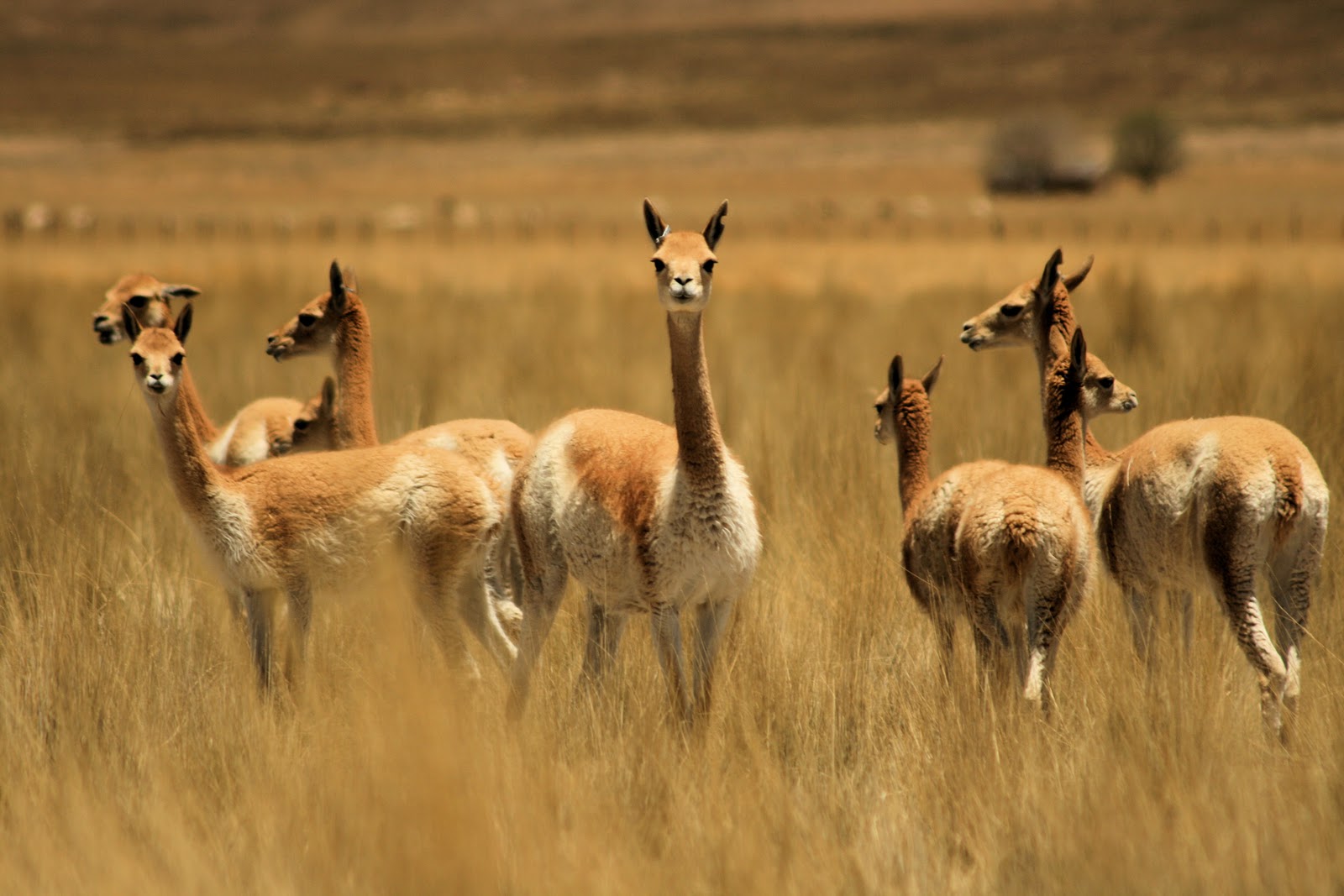 Animales en el Planeta: La vicuña (Vicugna vicugna)