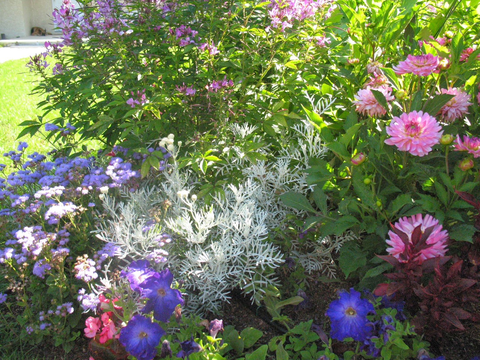 Roses du jardin Chêneland: Senecio Vira Vira- leucostachys