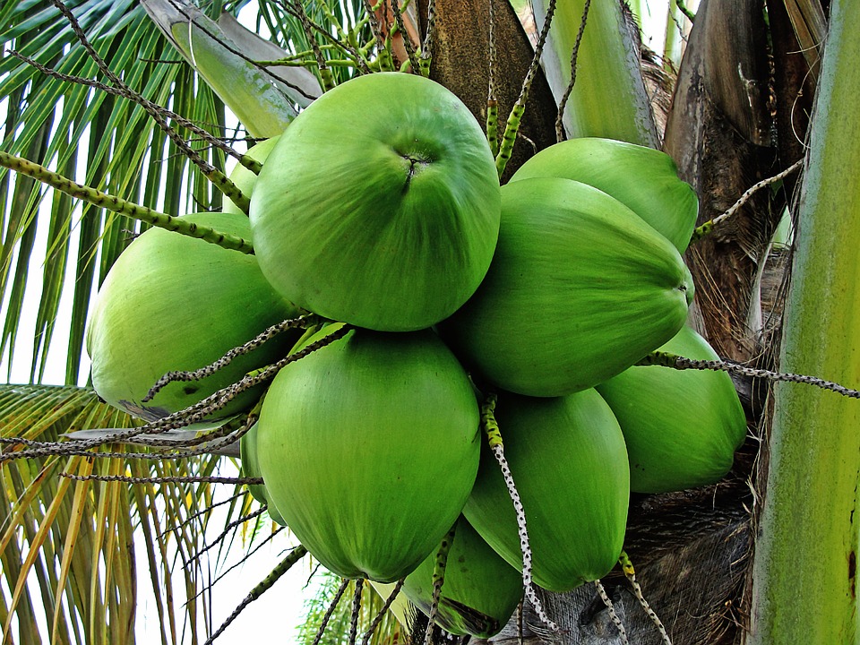 In The Nooks And Crannies Of The City: KING OF COCONUTS, QUEEN OF FARM ...
