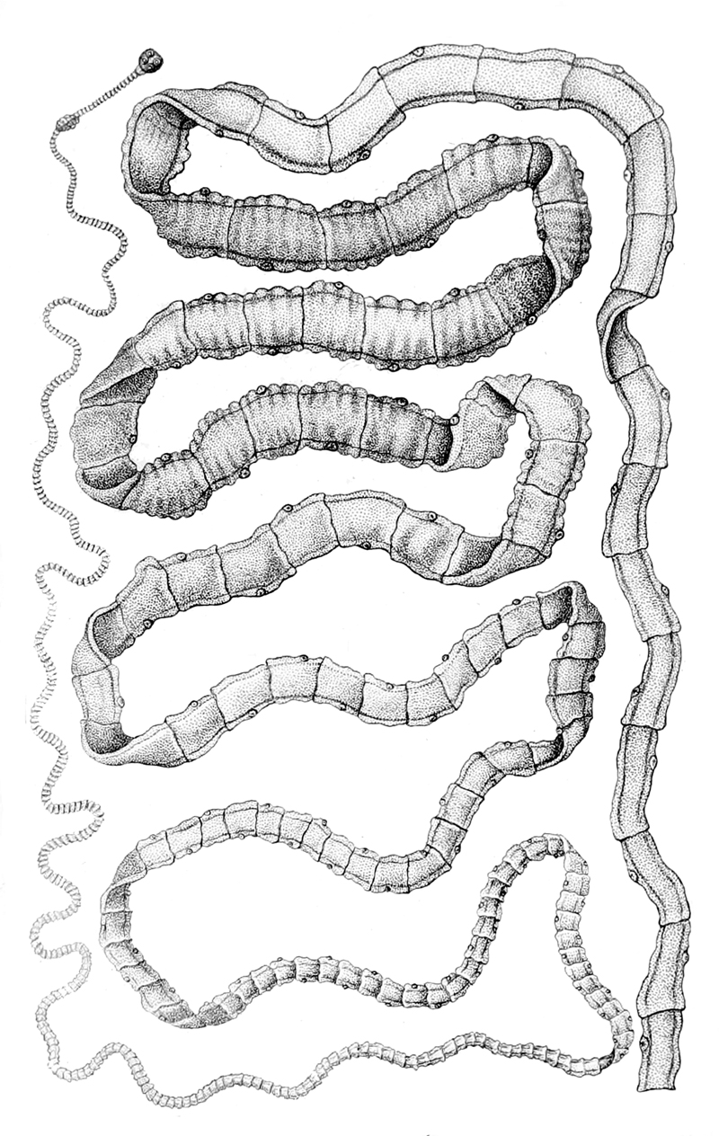 Infection Landscapes: The Helminths