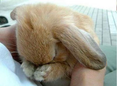 funny pictures of animals: Funny rabbit face
