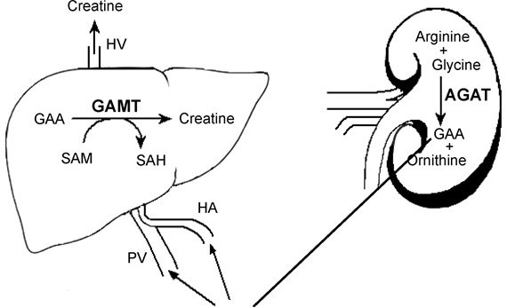 Guanidinoacetic Acid (GAA) 'Superior' to Creatine in Terms of ...