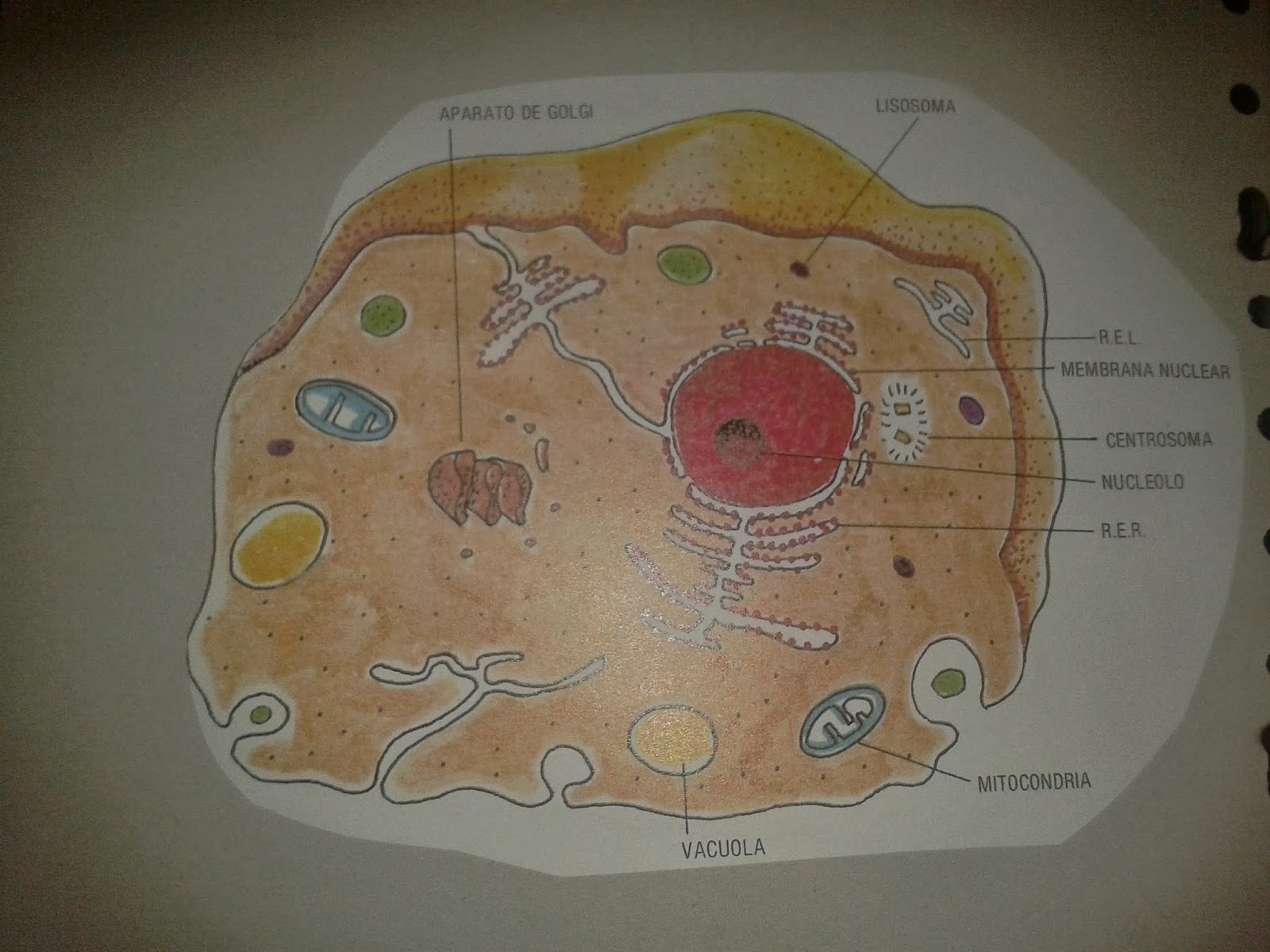 ESTRUCTURA BIOLOGICA Y FUNCIONAL DEL SER HUMANO: LA CELULA