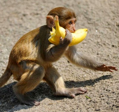 La Chachipedia: Monos del Viejo Mundo: Macaco Rhesus. Macaca mulatta.