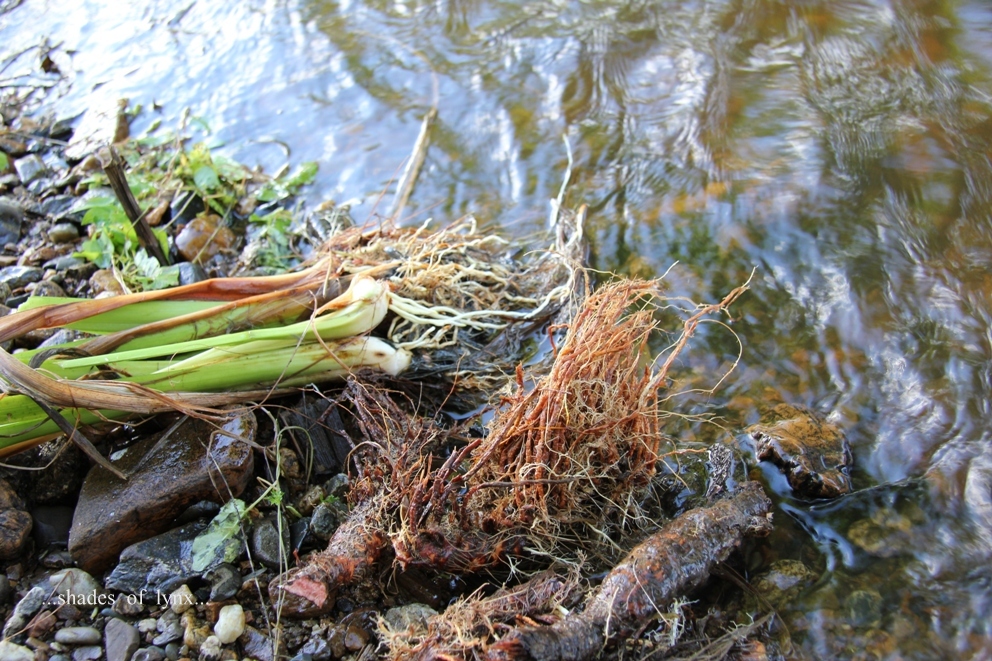 ...shades of lynx...: shades of summer