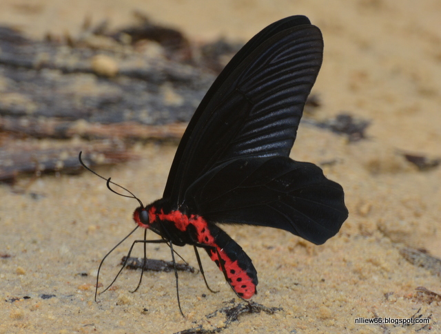 The Forested Path (and Beyond): BUTTERFLIES of RAUB: The Common Batwing ...