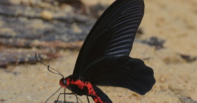 The Forested Path (and Beyond): BUTTERFLIES of RAUB: The Common Batwing ...