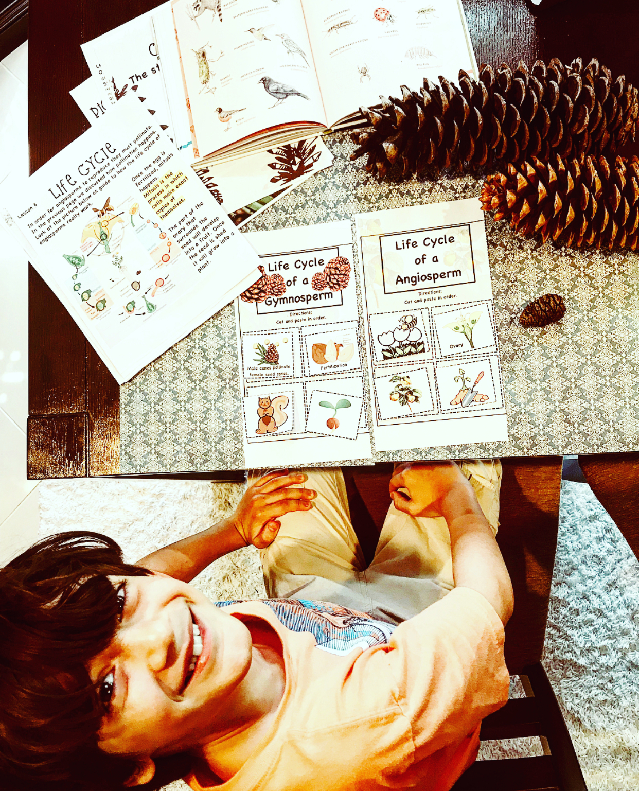 The Hermit Crabs Homeschool: Gymnosperms and Angiosperms Unit