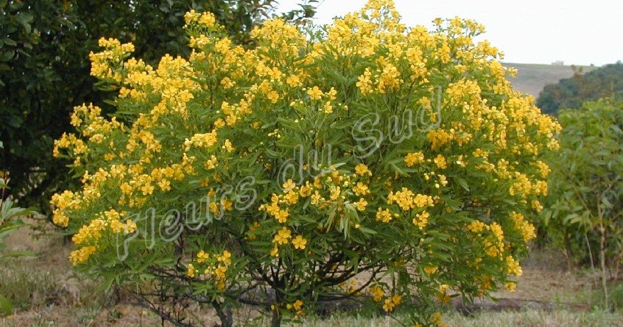 Argentina nativa: Sen de campo (Senna corymbosa)