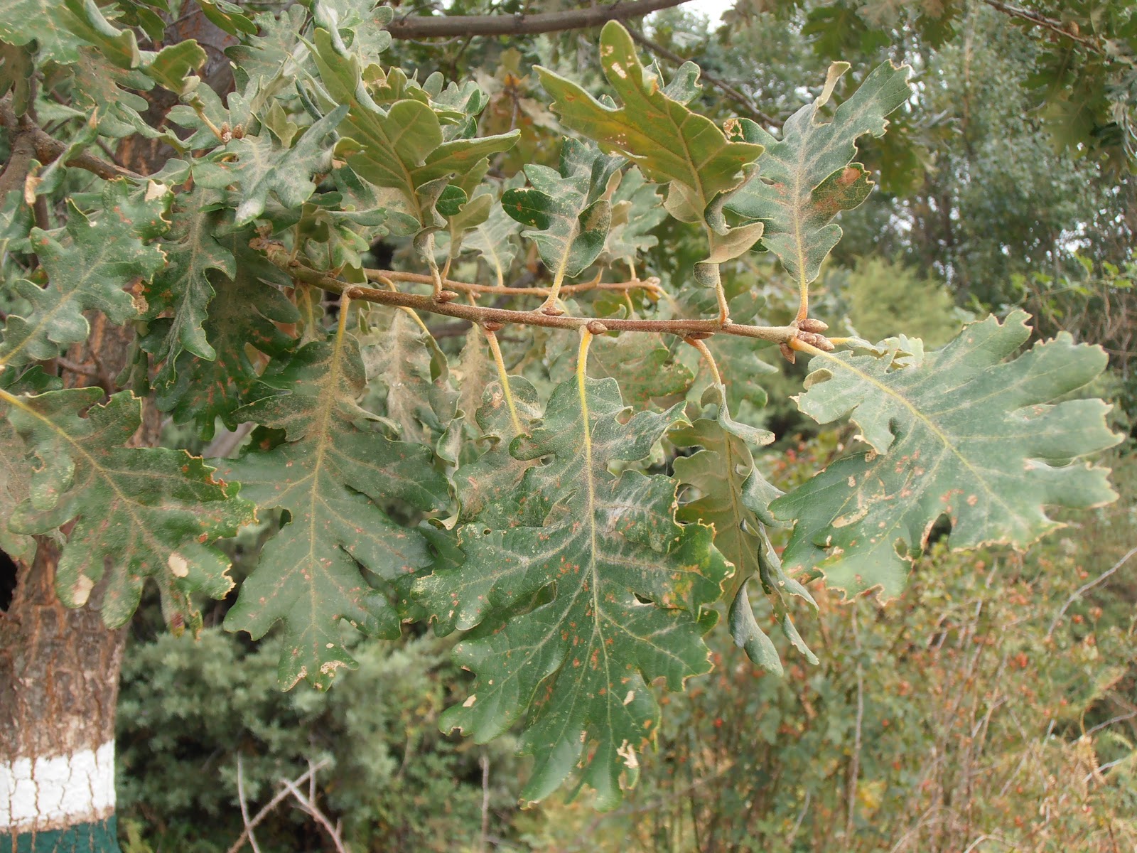 REBOLLO: Quercus pyrenaica | Plantas rioMoros