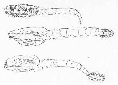 Life Before the Dinosaurs: Sacabambaspis.