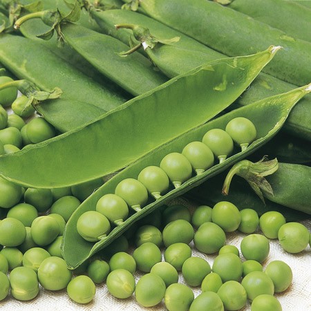 Tarım Siteniz: Bezelye (peas)