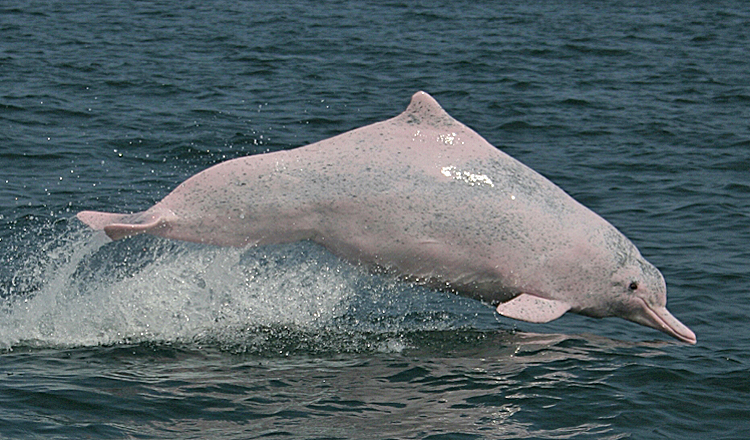 Top 10 Extincted animals - Unknown Facts