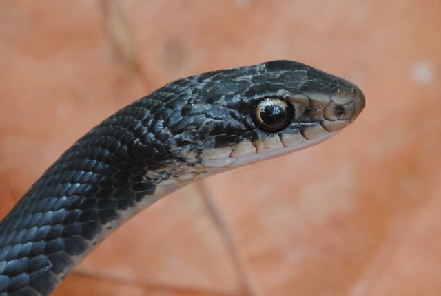 Field Notes and Photos: Southern Black Racer