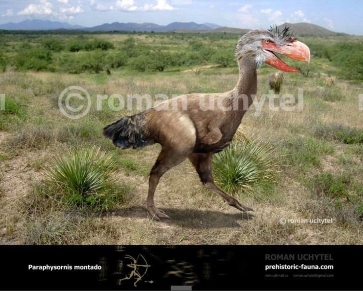 Escenarios prehistóricos: Paraphysornis