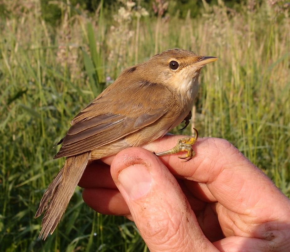Two in a bush: Reed bed session produces few birds