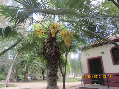 elarbolmiamigo-encinarosa: Palmemra de la fortuna / Trachycarpus ...