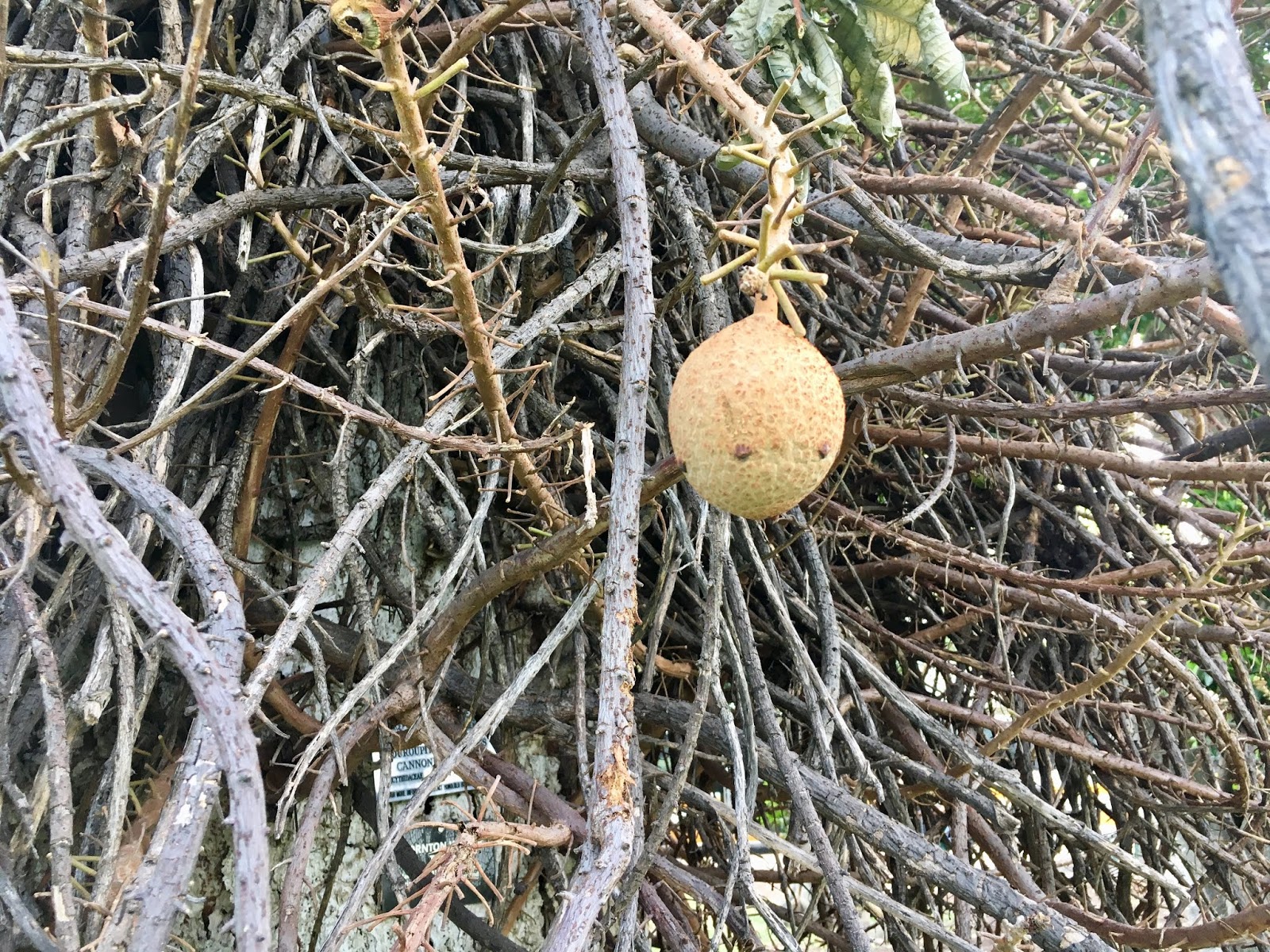 Couroupita guianensis (Cannonball Tree)