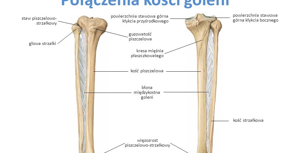 Blog dla fizjoterapeutów: POŁĄCZENIA KOŚCI GOLENI