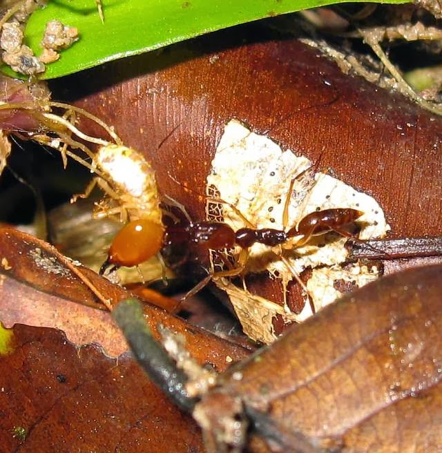 Photos and Info on Ants and Termites of Malaysia: Odontomachus Rixosus.