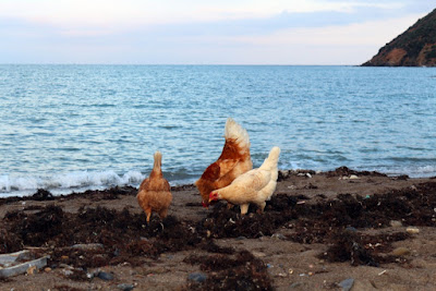 Mail Adventures: Why Did the Chicken Cross the Road?